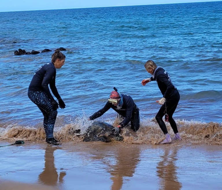 Snorkeling Off Keawakapu Beach by Carolyn Martin – The Zingara Project
